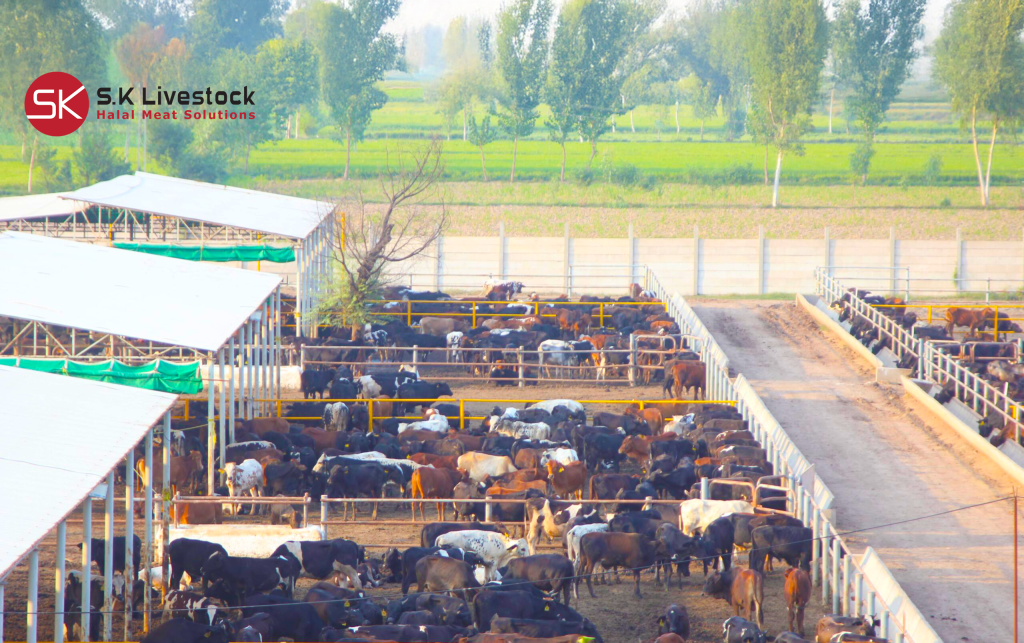 S.K. Livestock Among Top 10 Saudi-Owned Farms in Pakistan | The Saudi Times