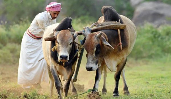 In Asir Farmers Use Cattle and Plows to Preserve Centuries-Old ...