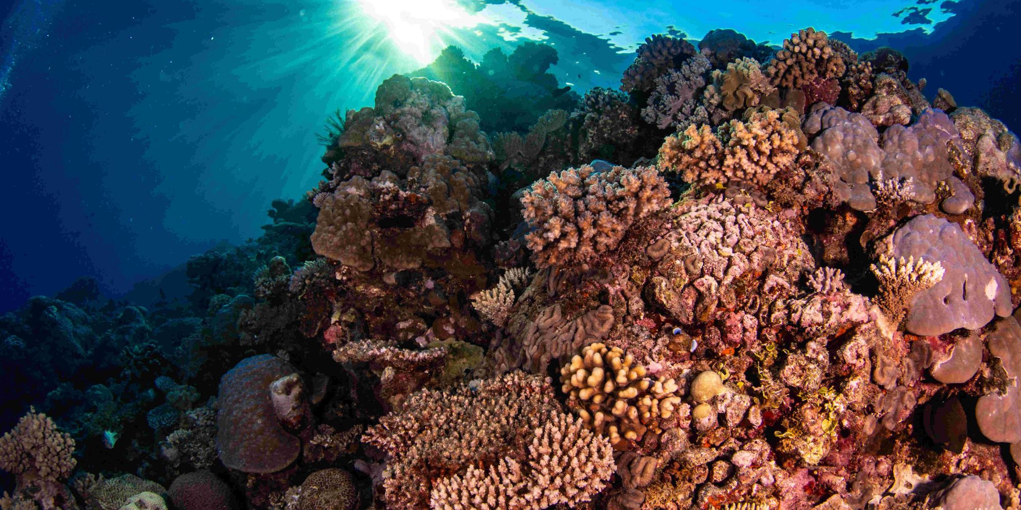‘Adopt a Coral’ Community Program Launched to Restore Marine Life in ...