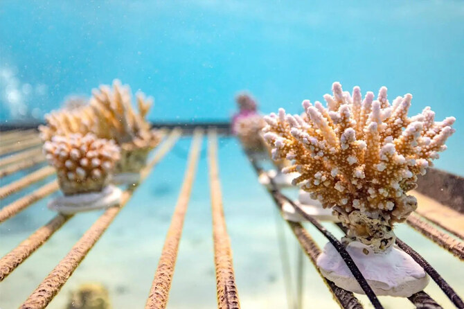 ‘Adopt a Coral’ Community Program Launched to Restore Marine Life in ...