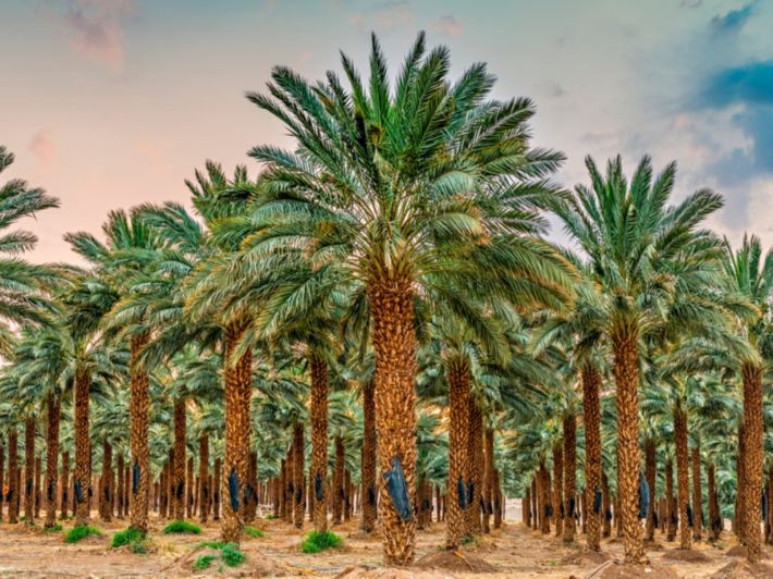 فوائد واستخدامات شجرة النخيل | صحيفة التايمز السعودية